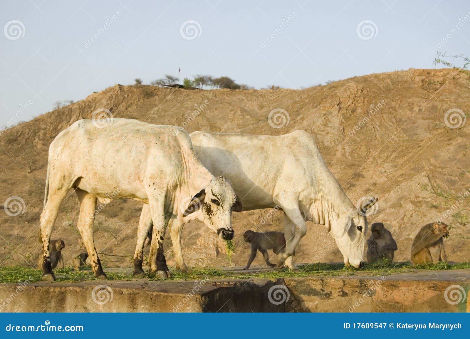 Cows and monkeys stock image. Image of holidays, vacation - 17609547
