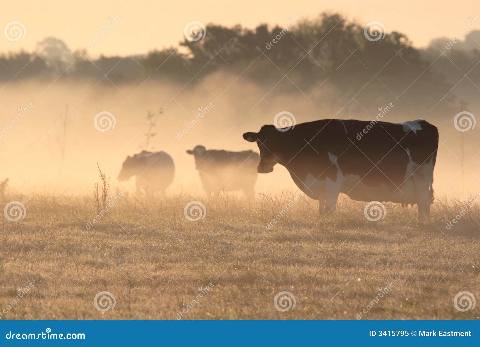 Cows in Morning Frosty Mist. Stock Image - Image of domestic, winter ...