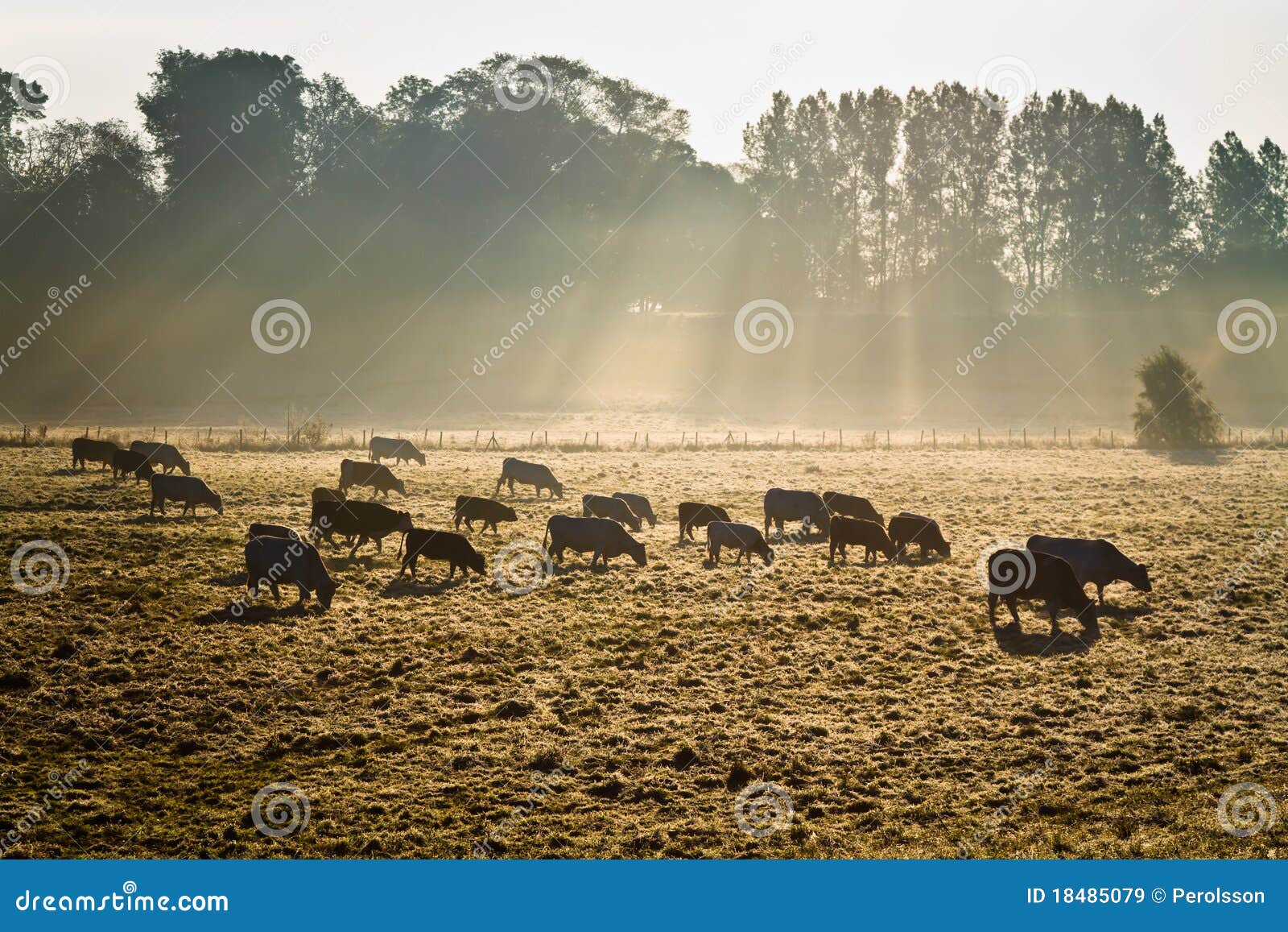 Cows in morning mist stock image. Image of mist, dairy - 18485079
