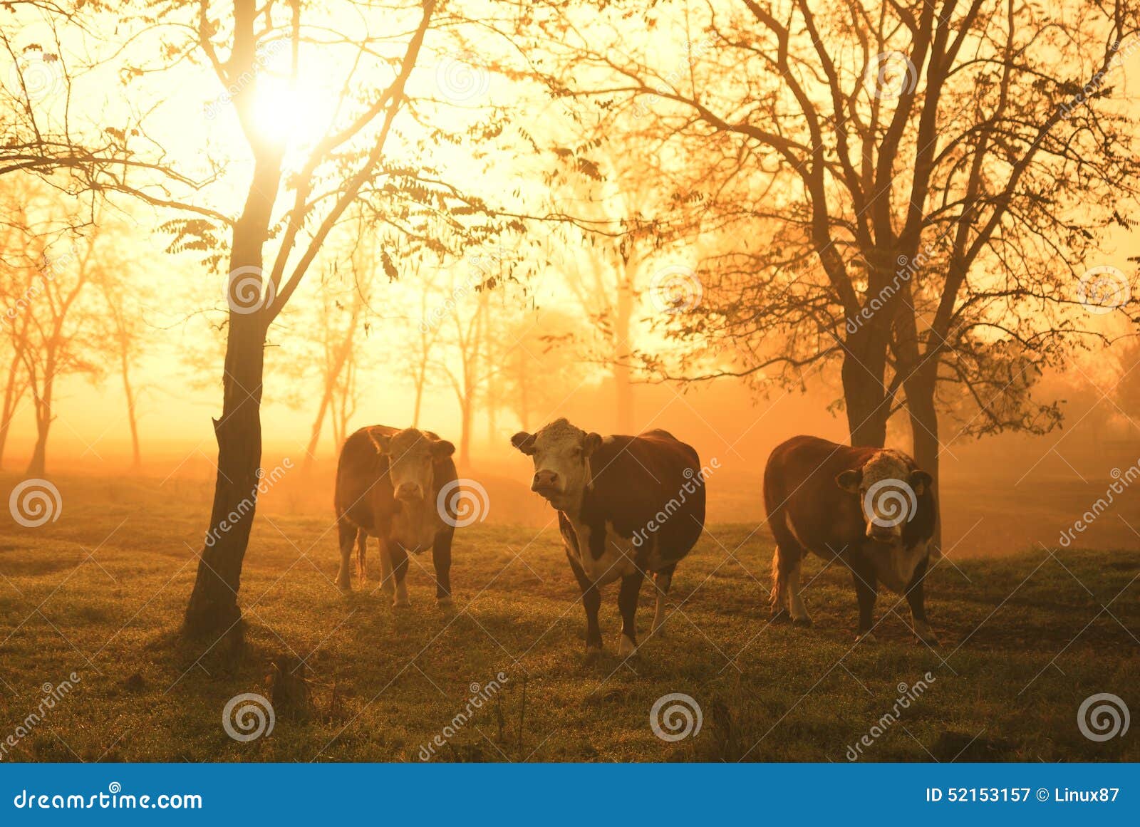 Cows morning pasture stock image. Image of farm, beautiful - 52153157