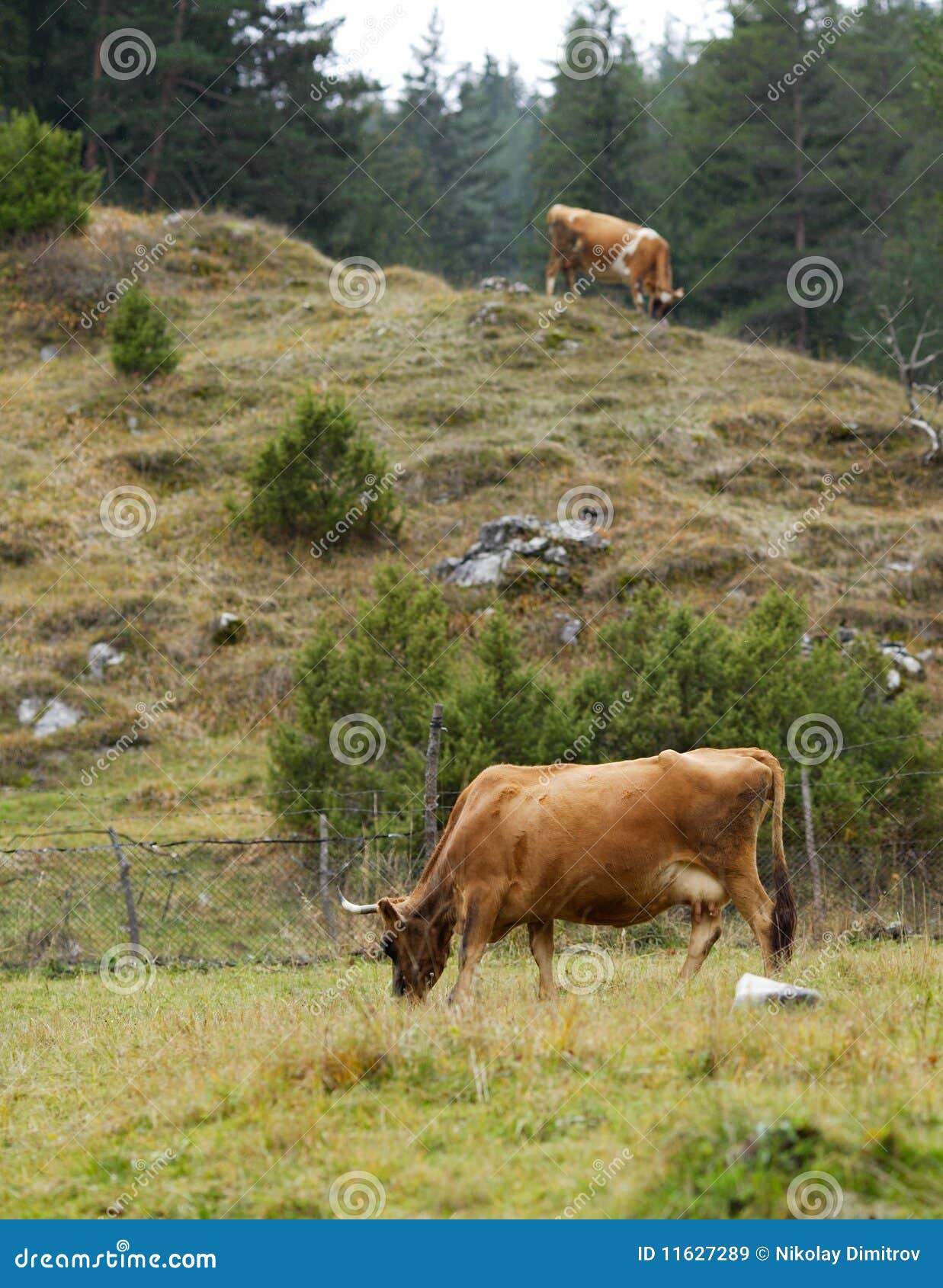 Cows in mountain stock image. Image of scenery, swiss - 11627289