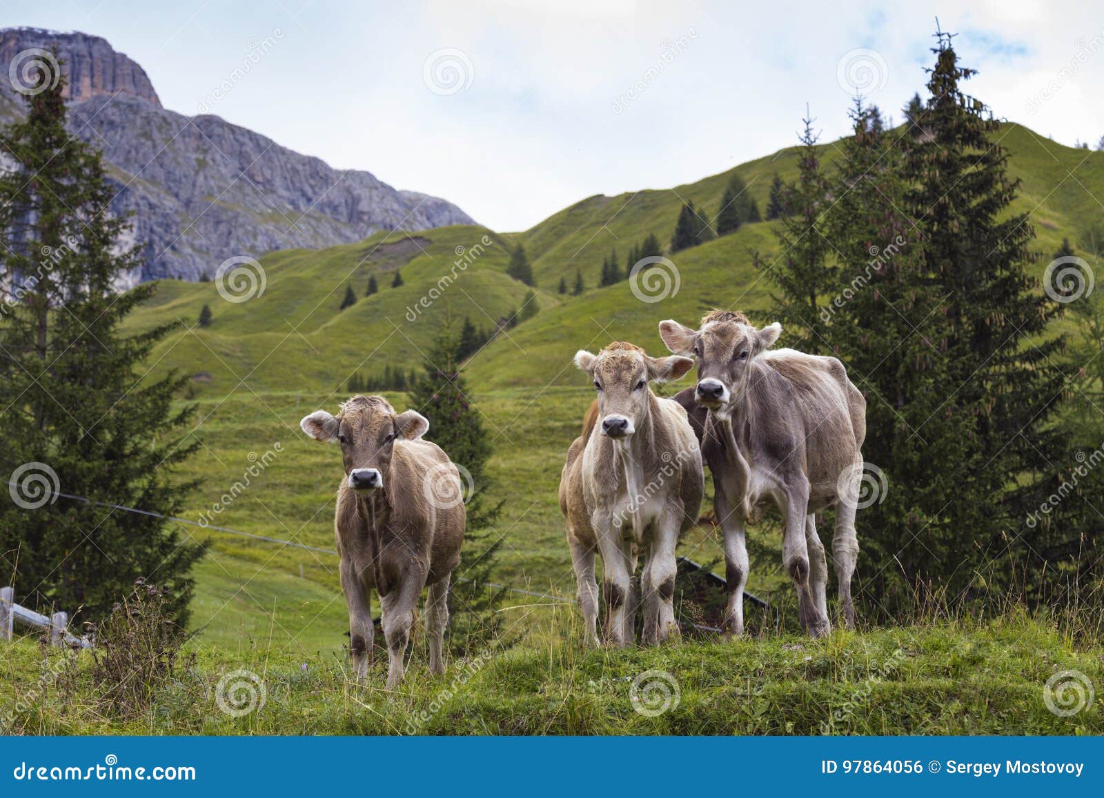 Cows on a mountain pasture stock photo. Image of grass - 97864056