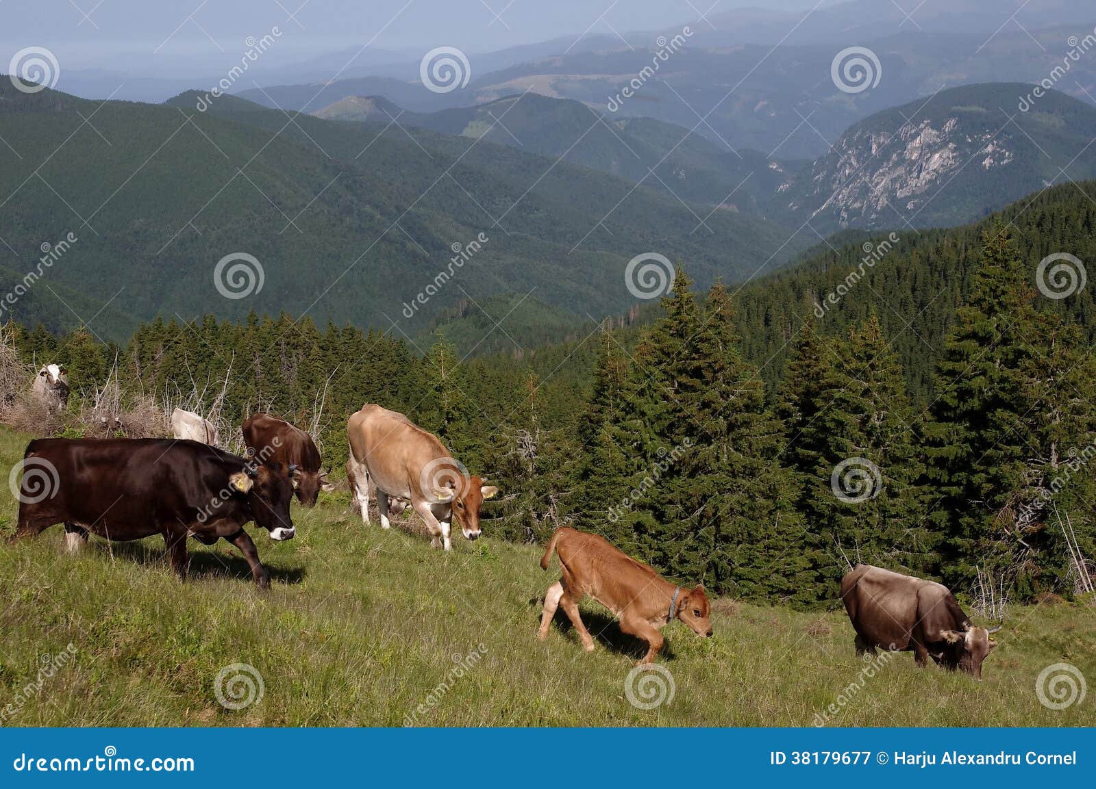 Cows on the mountain stock image. Image of natural, pasture - 38179677