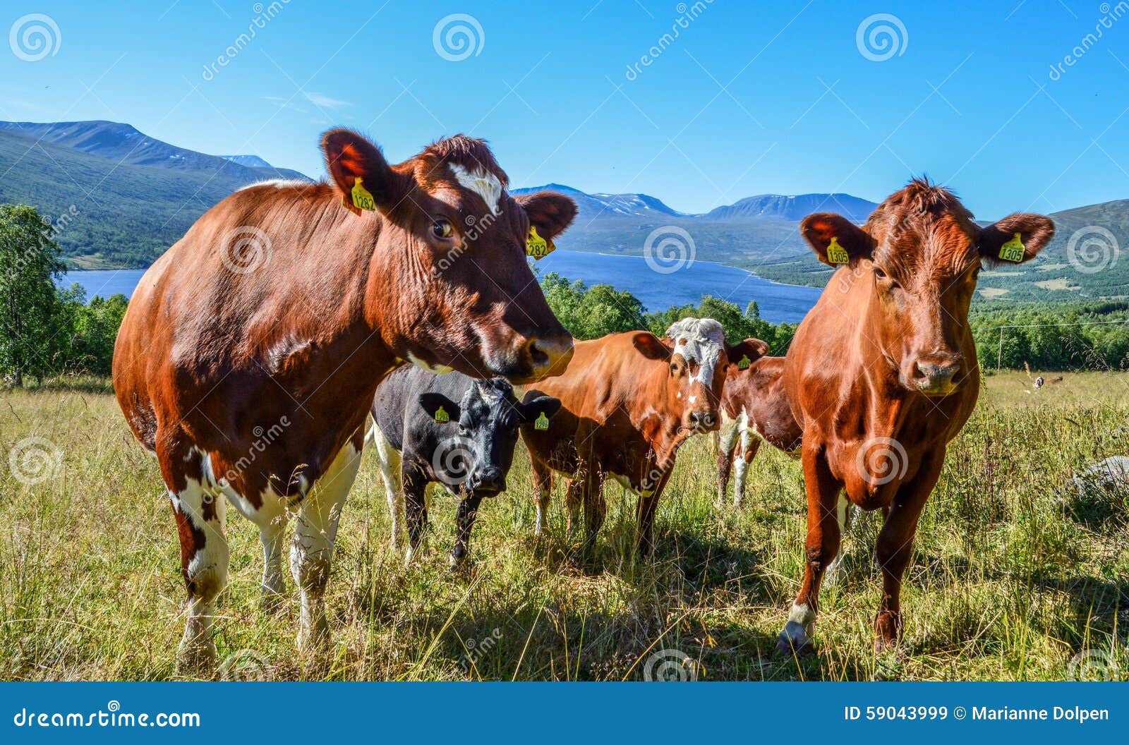 Cows in the mountains stock image. Image of summer, nature - 59043999