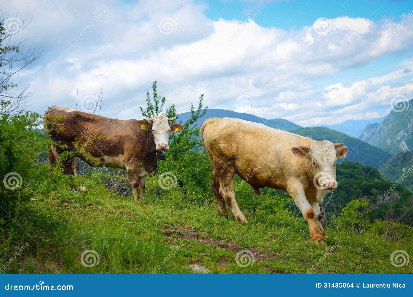 Cows in the mountains stock photo. Image of graze, bush - 31485064