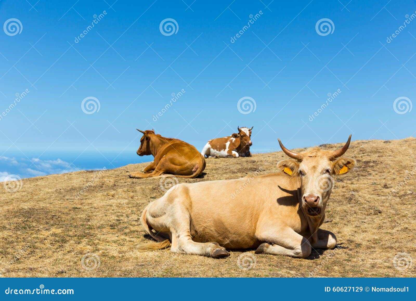 Cows in the mountains stock image. Image of meadow, milking - 60627129