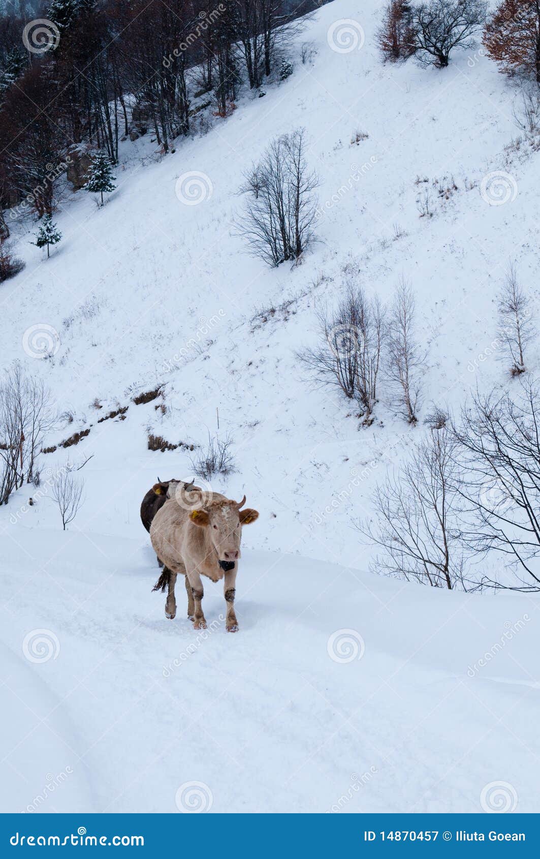 Cows of the Mountains in Winter Stock Image - Image of domestic, nature ...