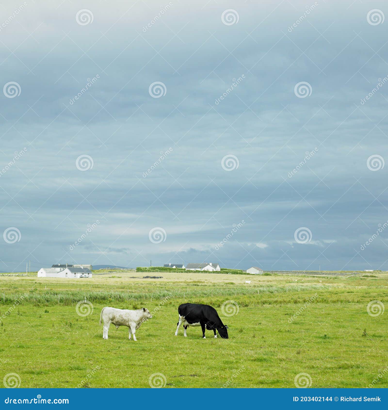 Cows, the Mullet Peninsula, County Mayo, Ireland Stock Photo - Image of ...