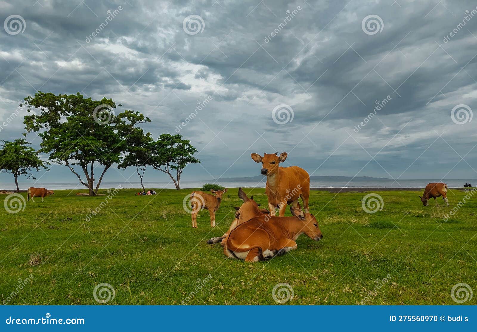 A Cows in my backyard stock photo. Image of farm, beach - 275560970