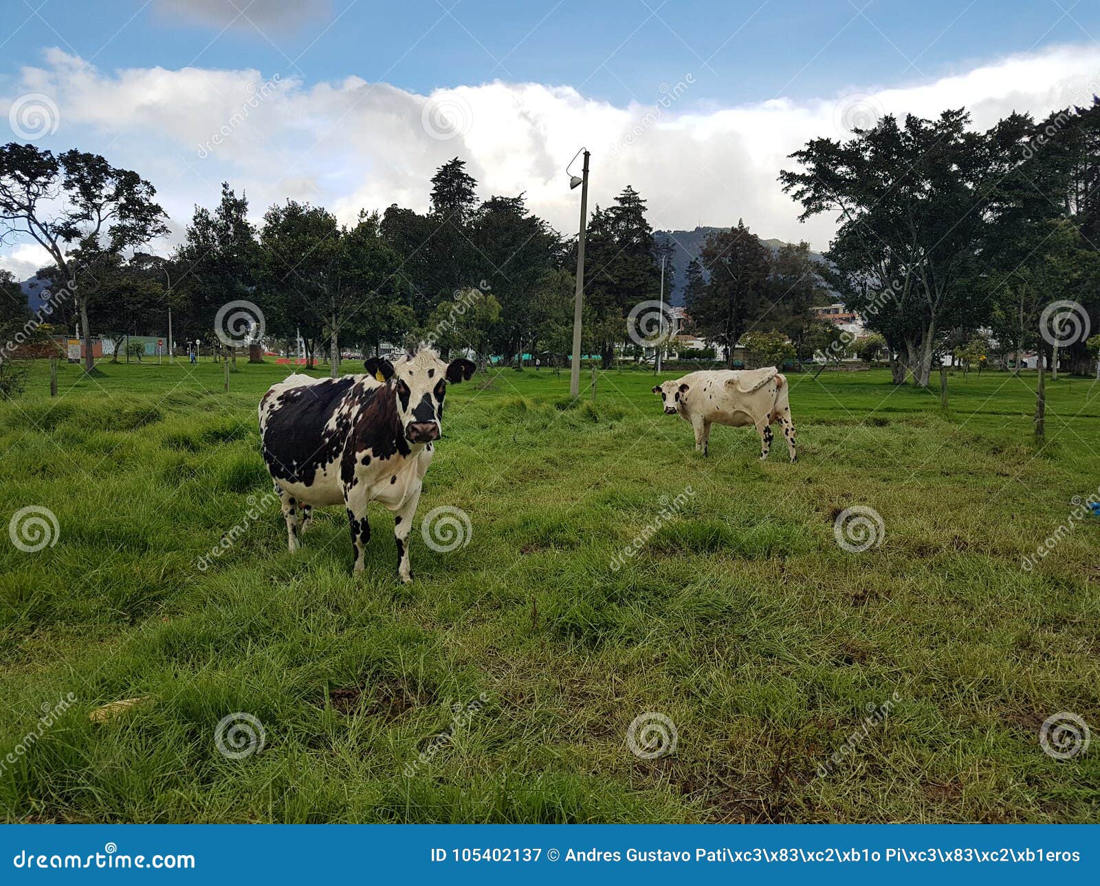 Cows at National University of Colombia Stock Image - Image of medicina ...
