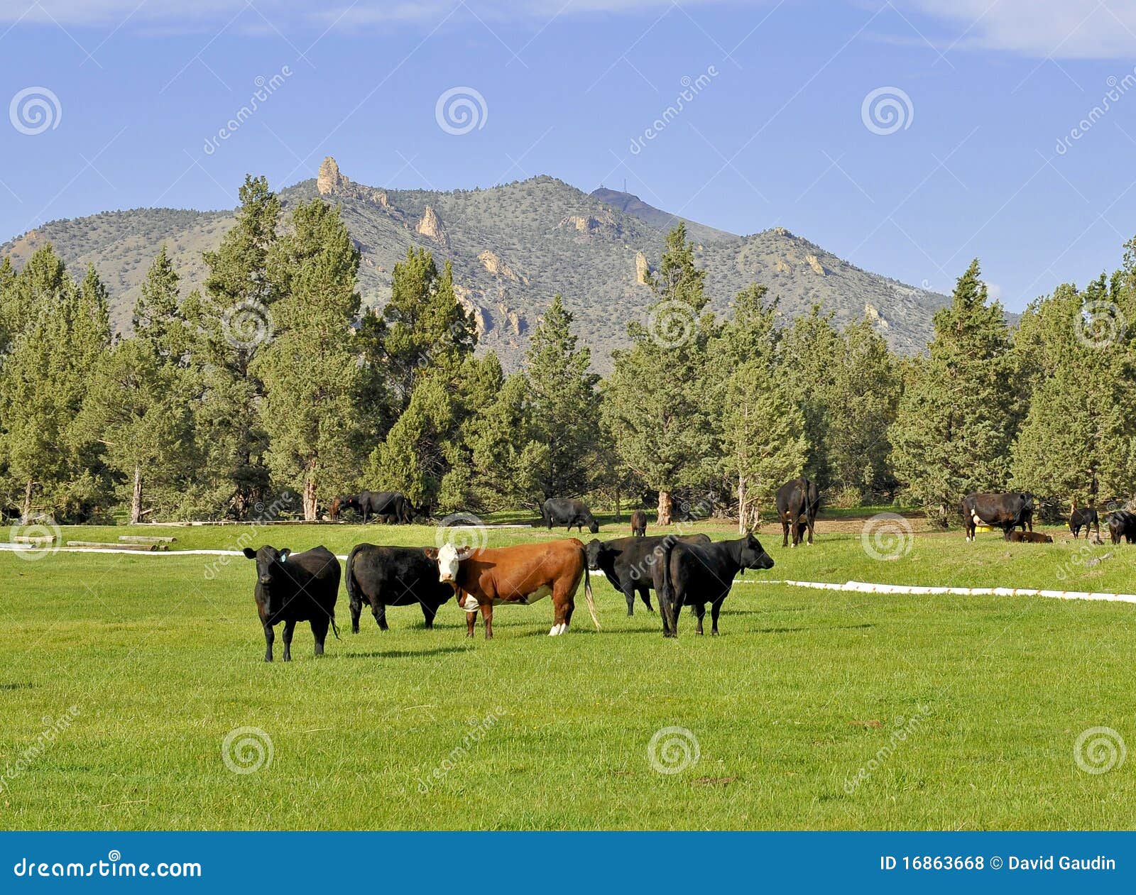 Cows near Bend, Oregon stock photo. Image of oregon, ranch - 16863668