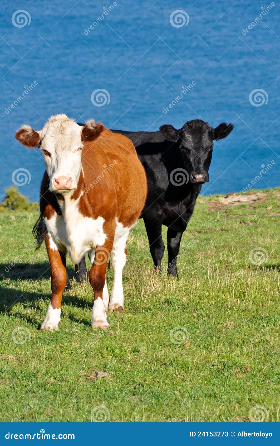 Cows near a lake stock image. Image of pair, country - 24153273