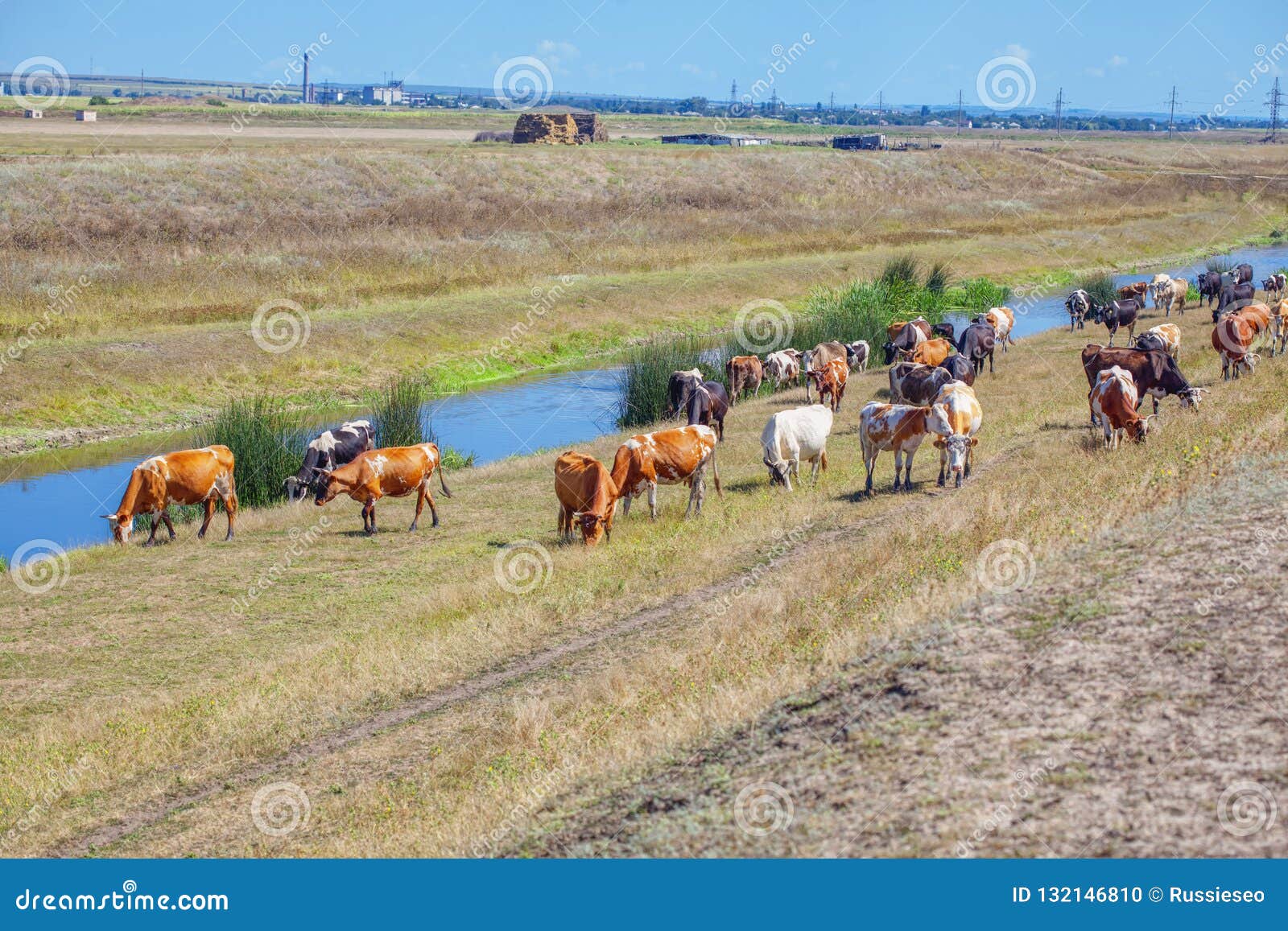 Cows near river stock photo. Image of little, countryside - 132146810