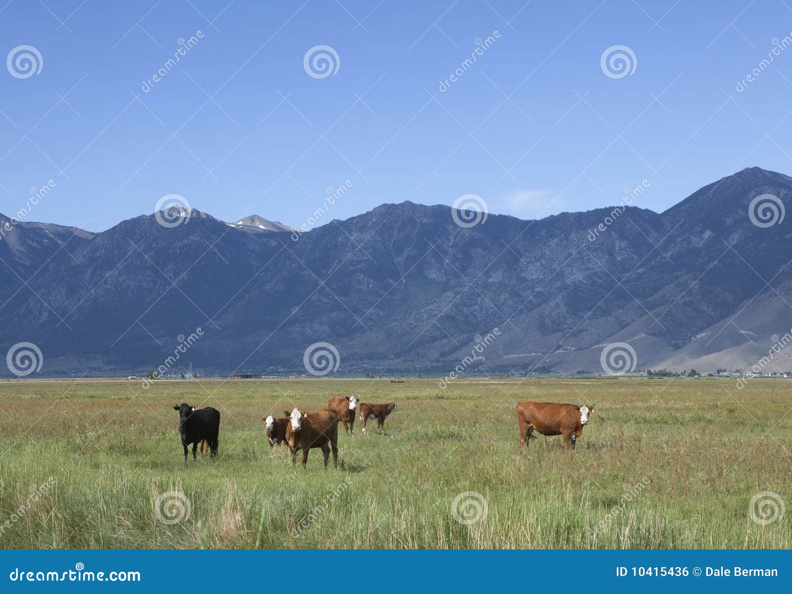 Cows in the Nevada Carson Valley Stock Photo - Image of cows, valley ...