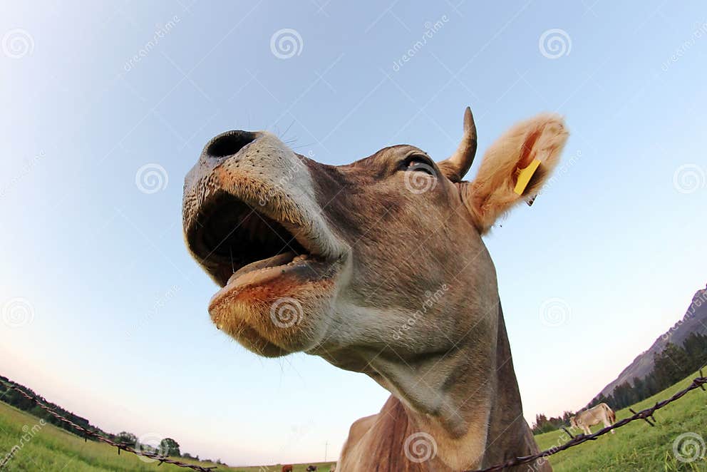 Cows stock image. Image of experience, agriculture, front - 42395267