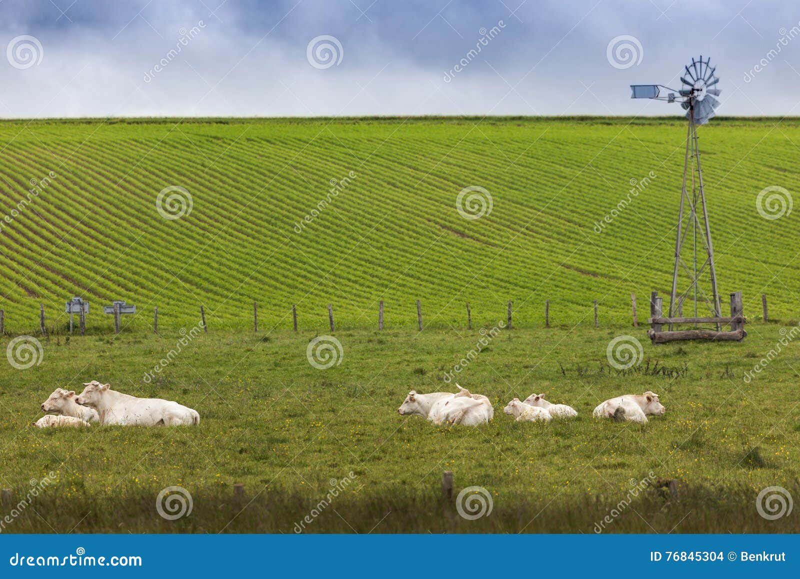 Cows in Normandy stock photo. Image of agriculture, normandy - 76845304