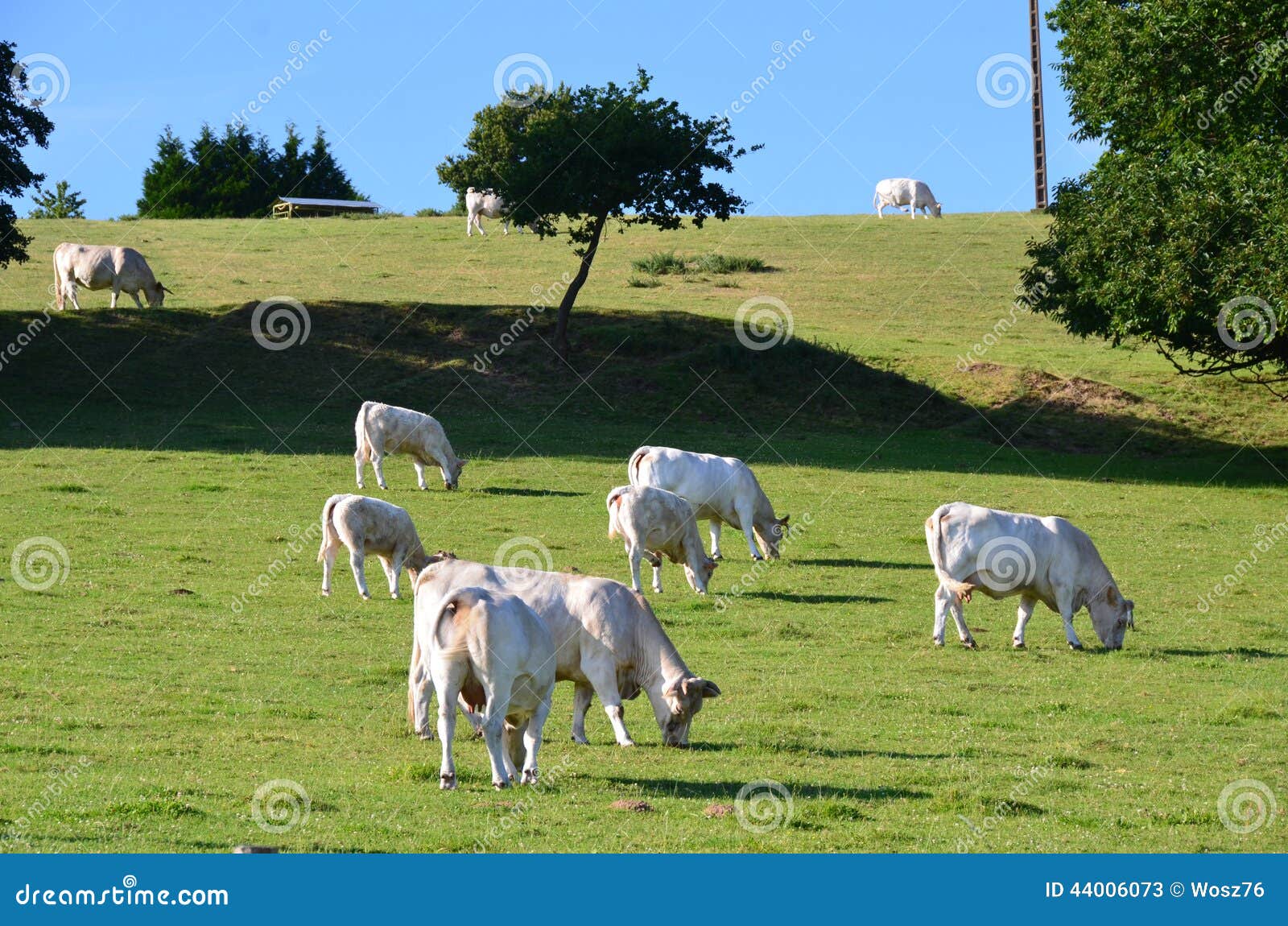 Cows in Normandy (France) stock image. Image of farming - 44006073