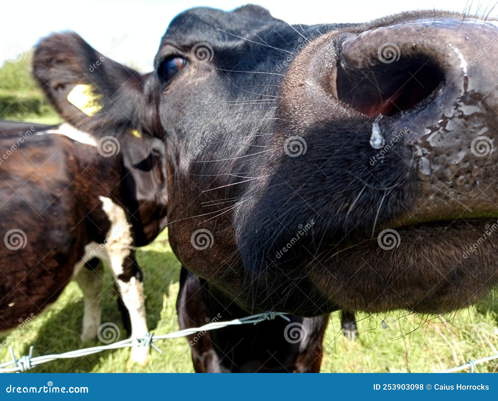At the cows nostril stock photo. Image of goat, grazing - 253903098
