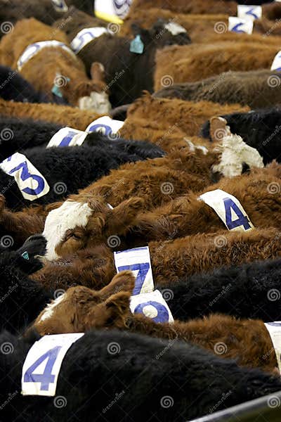 Cows & Numbers stock image. Image of animals, back - 2192425