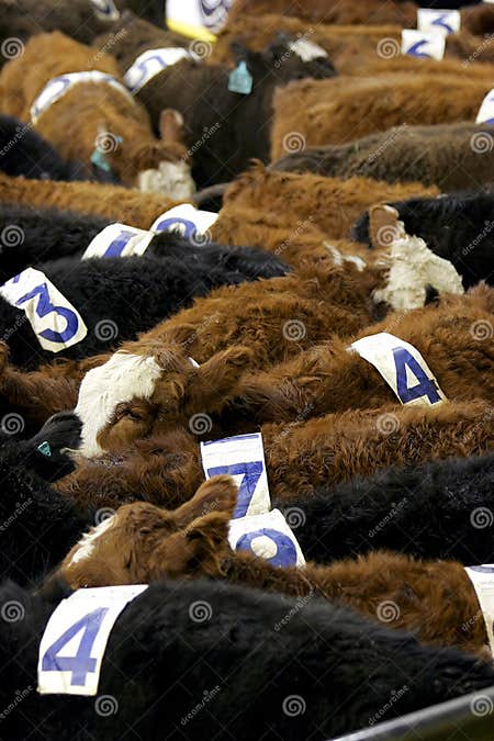 Cows & Numbers stock image. Image of animals, back - 2192425