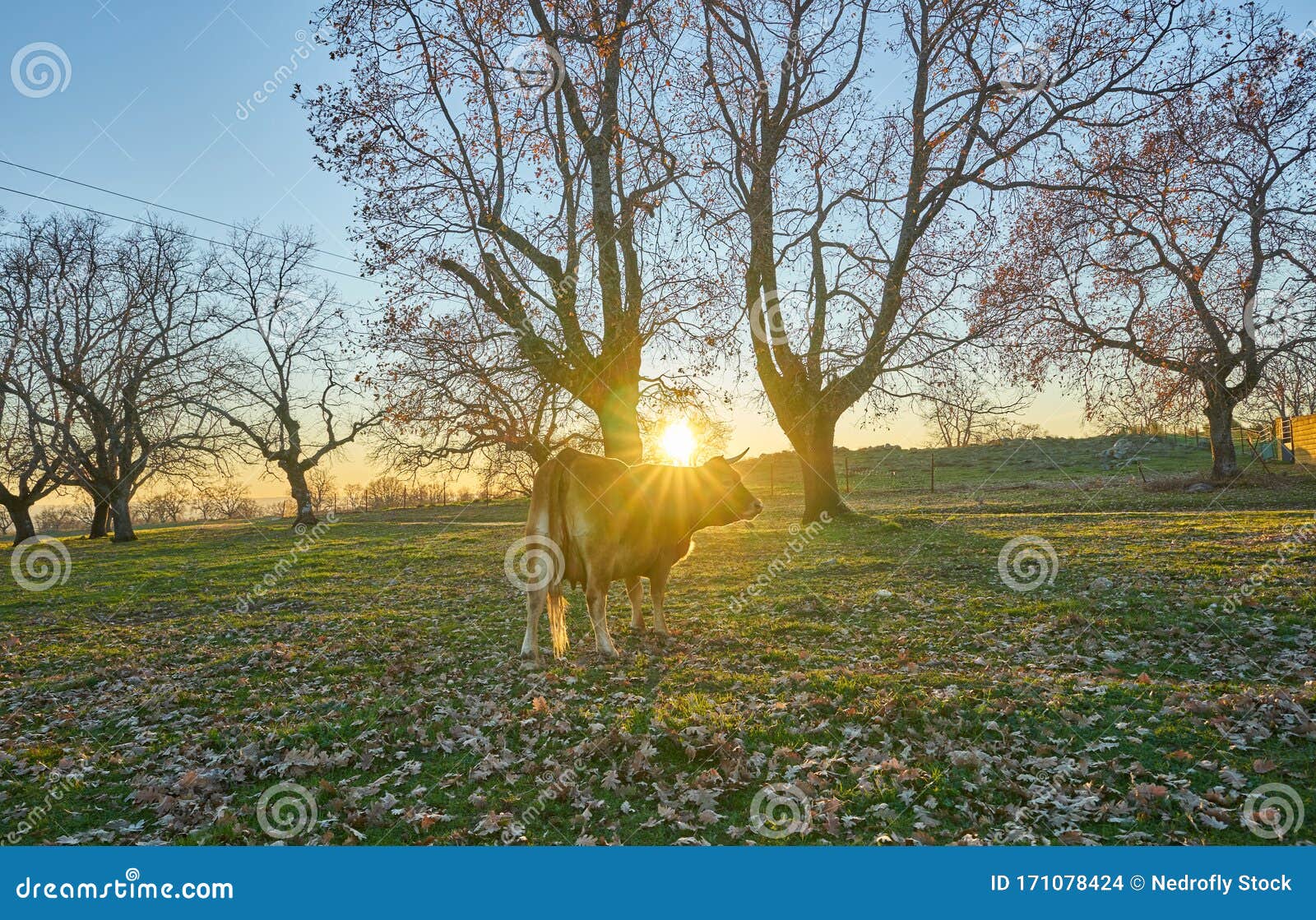 Cows in the Oak Field at Sunset Stock Photo - Image of lake, farmland ...