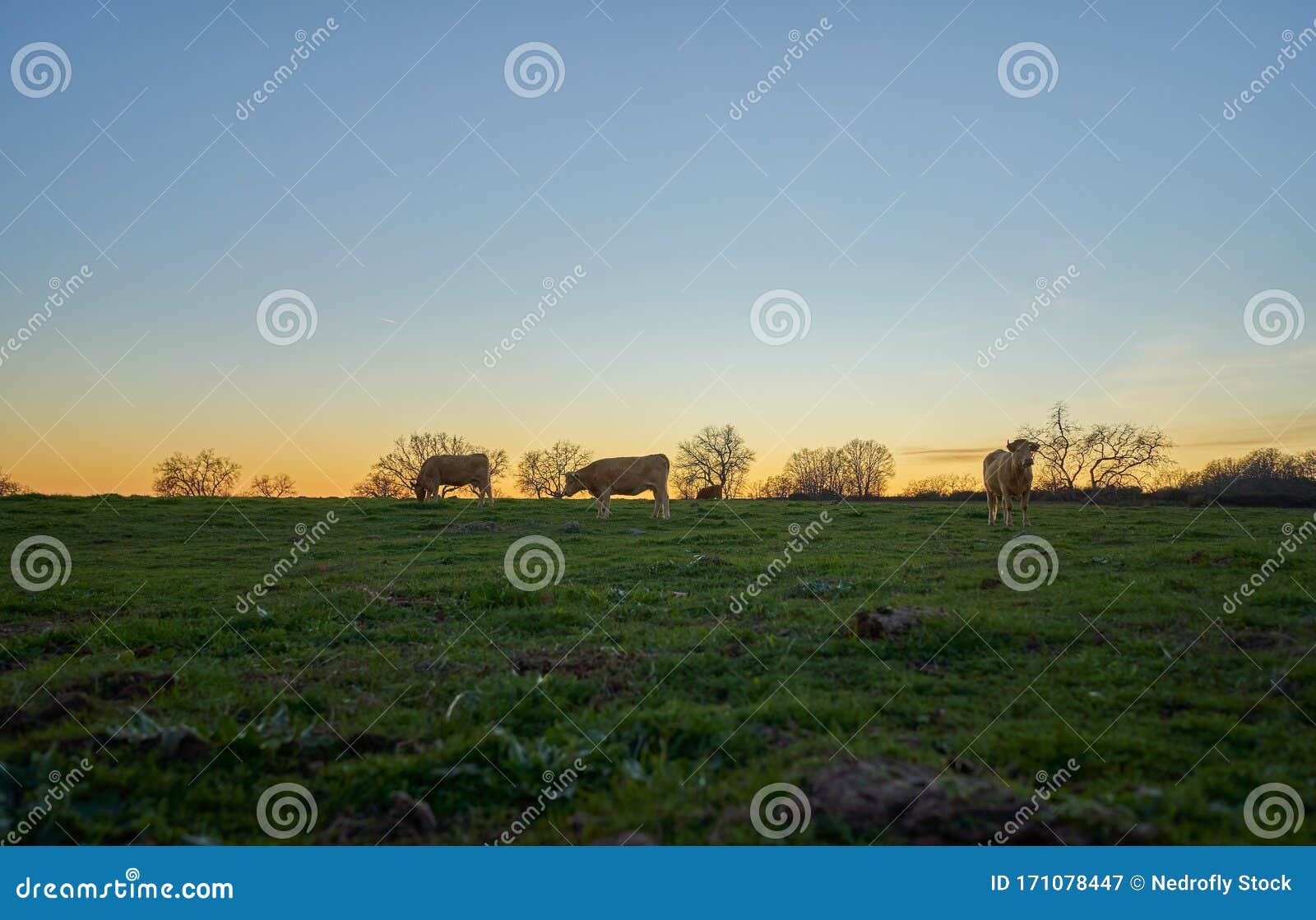 Cows in the Oak Field at Sunset Stock Image - Image of america ...