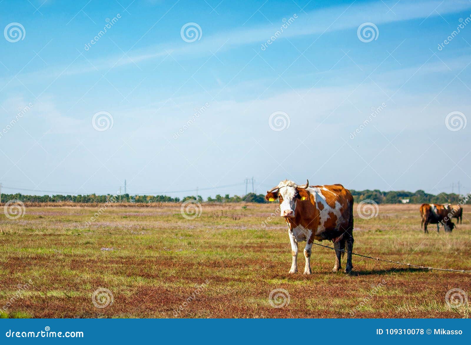 Cows in the Open Field stock photo. Image of green, cows - 109310078