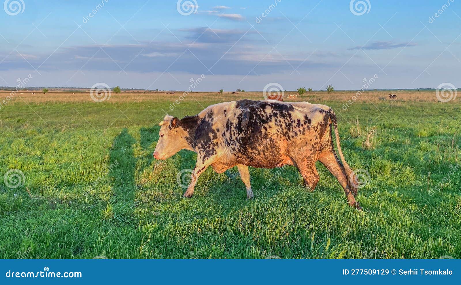 Cows in open field stock image. Image of sunset, grass - 277509129
