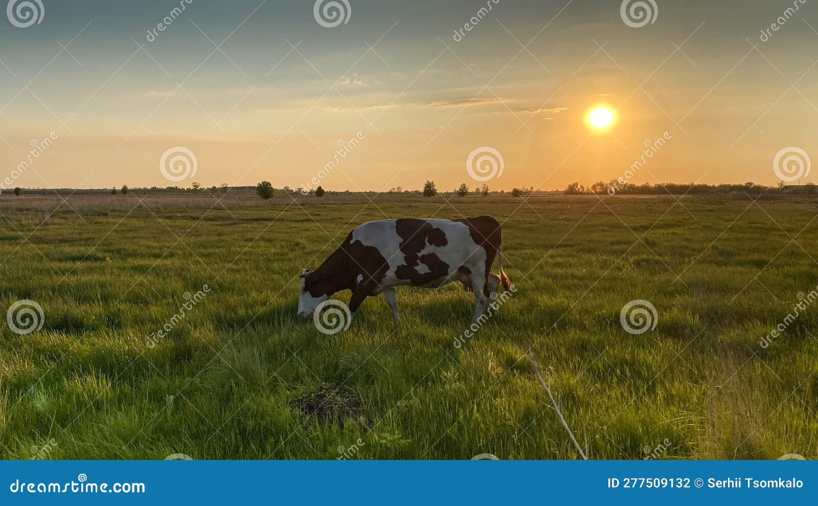 Cows in open field stock photo. Image of open, animals - 277509132