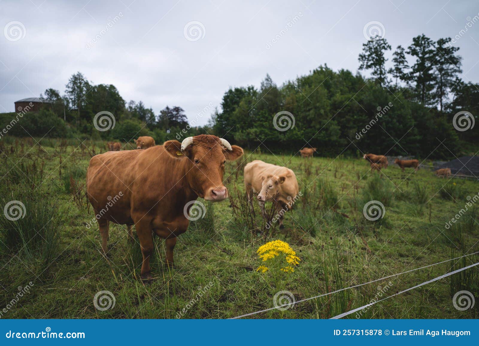 Cows in Os, Norway editorial stock photo. Image of prairie - 257315878