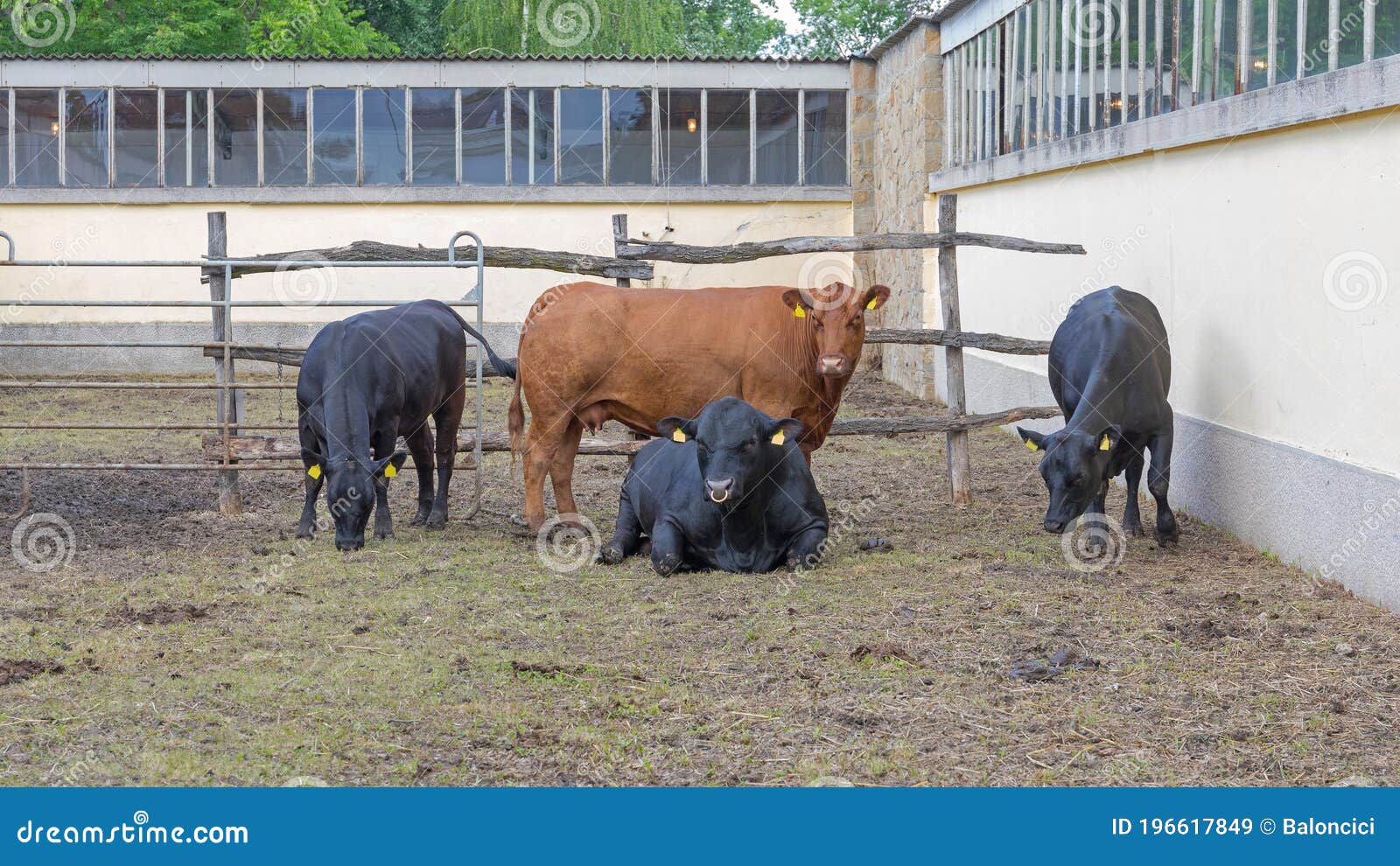 Cows Outside stock image. Image of animals, cows, farm - 196617849