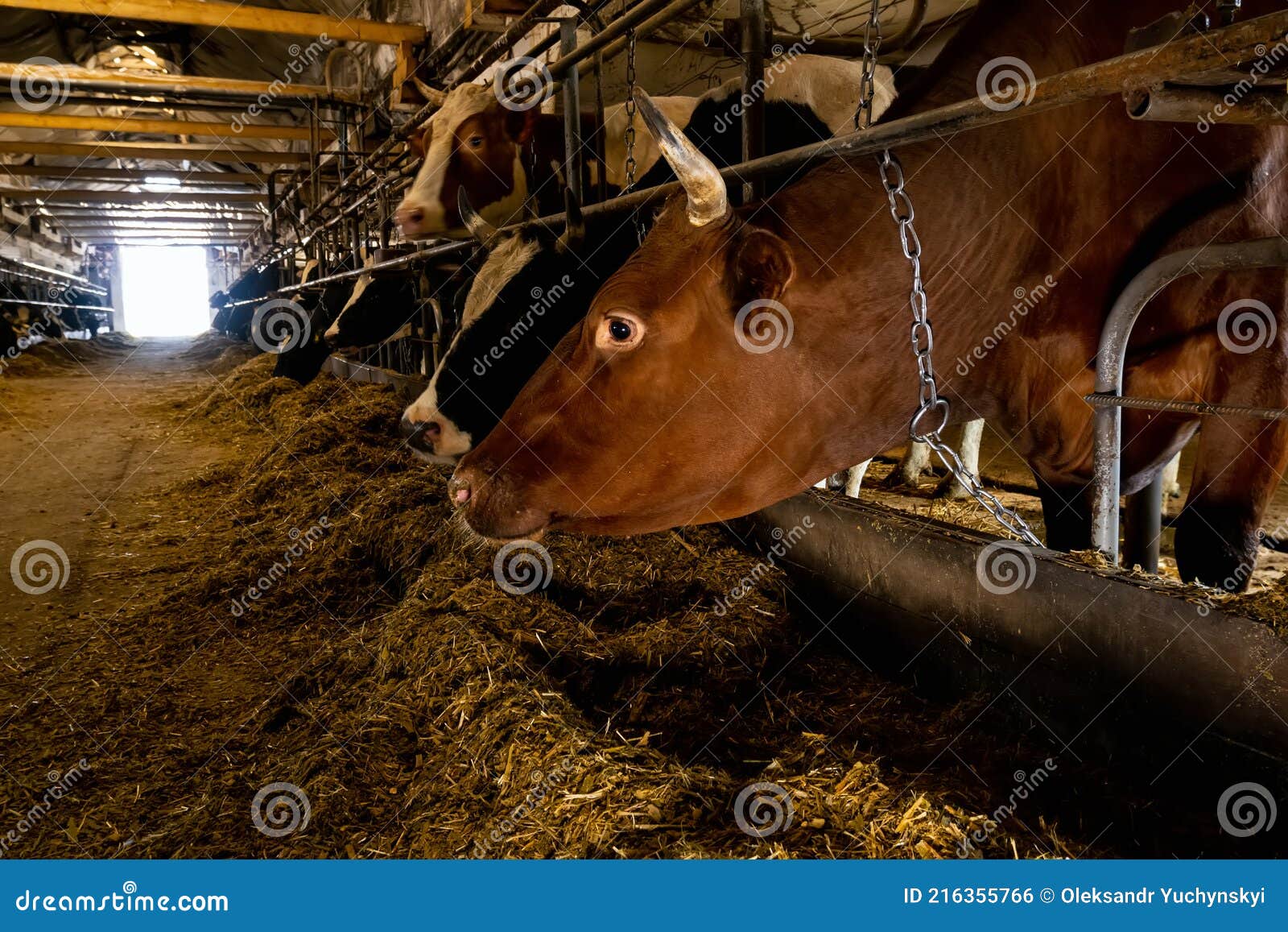 Cows Over the Feeding Table in a Farm Building Stock Photo - Image of ...