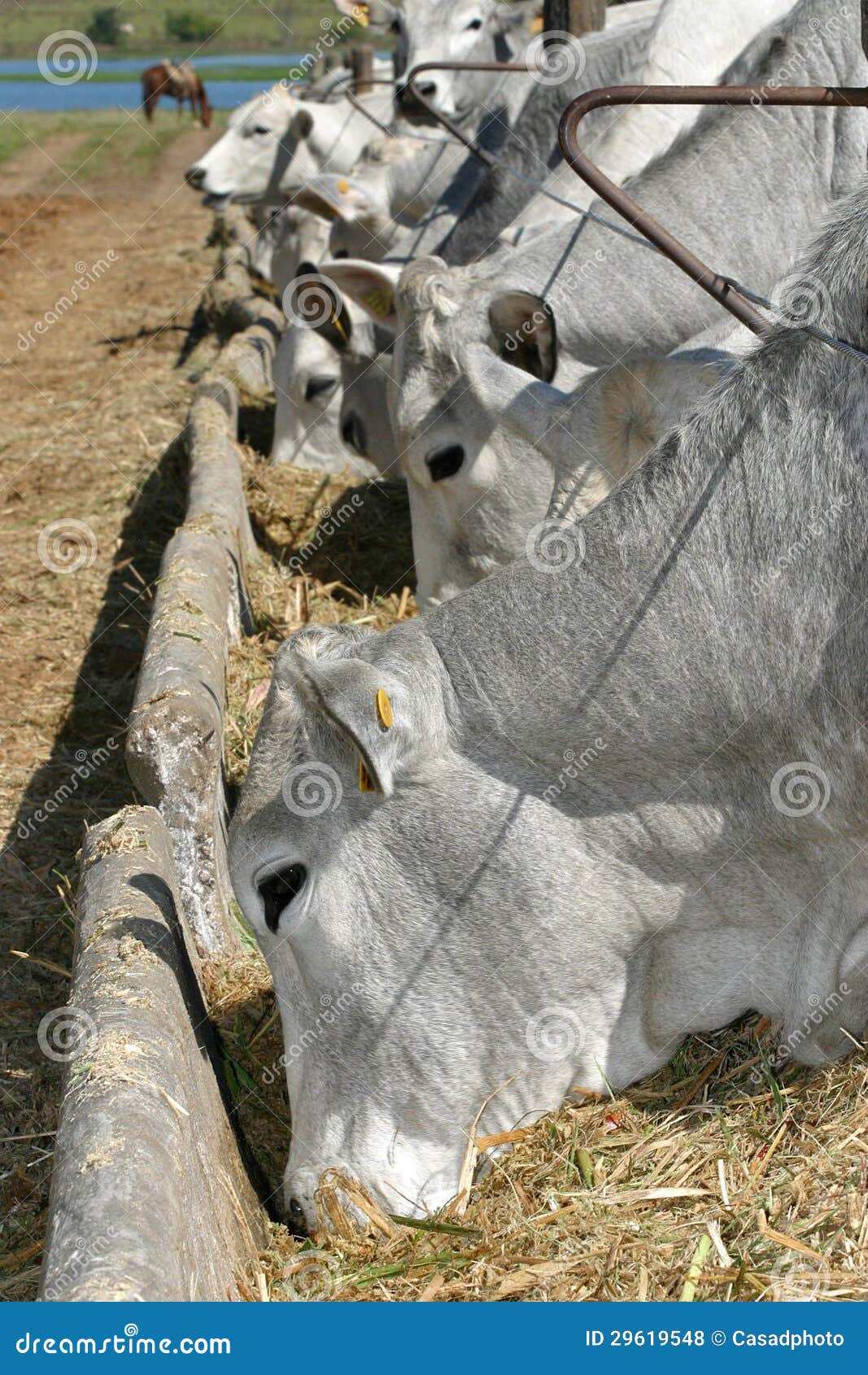 Cows and ox feeding stock photo. Image of domestic, farming - 29619548