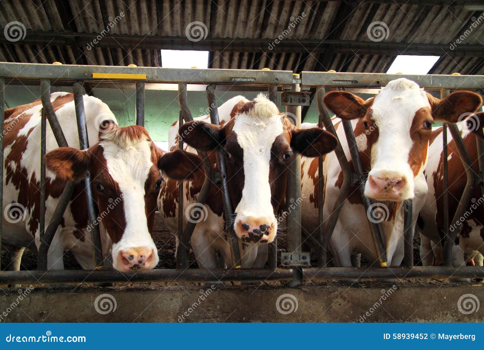 Cows are pack animals stock photo. Image of feed, pack - 58939452