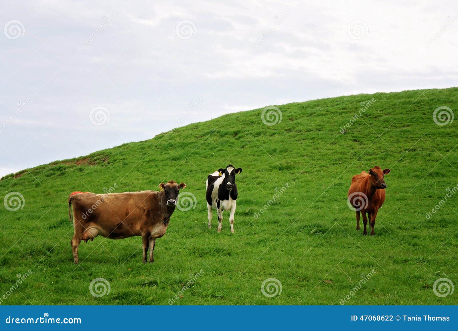 Cows in a paddock stock photo. Image of green, cows, bovine - 47068622