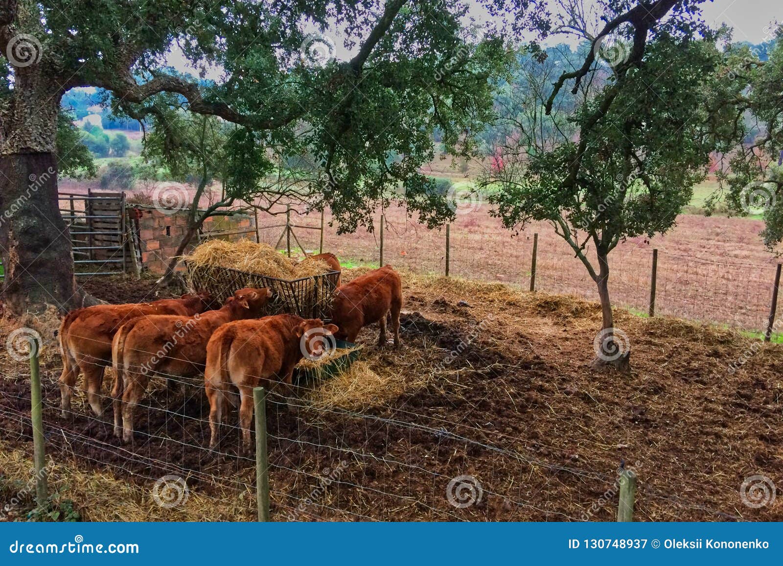 Cows in the Paddock Eating Hay Stock Image - Image of calves, beef ...