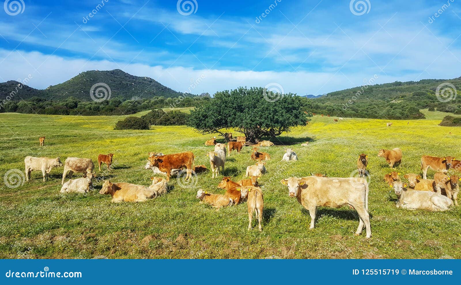 Cows in Paradise stock image. Image of pasture, farming - 125515719