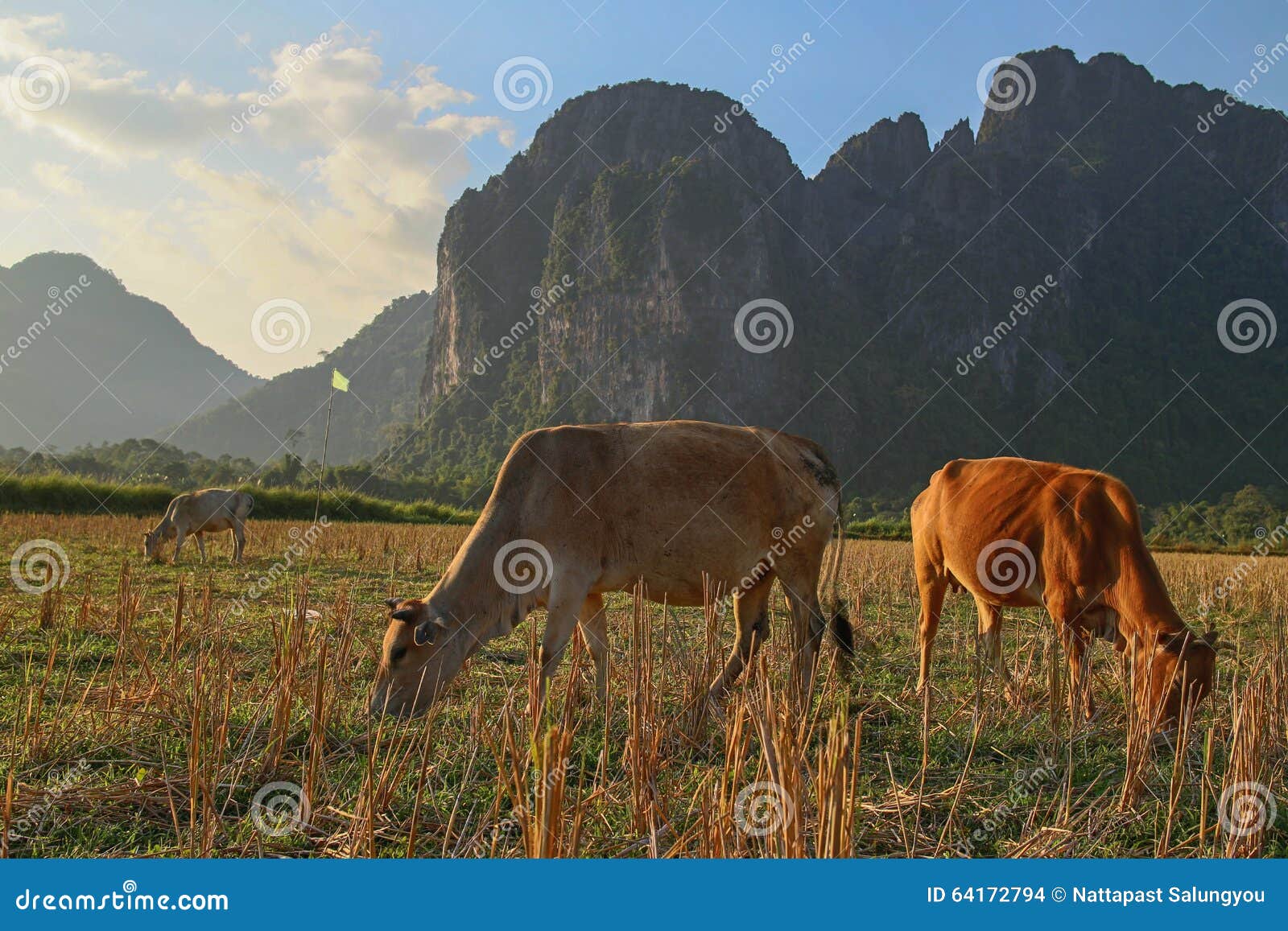 Cows paradise at Laos. stock photo. Image of tourist - 64172794