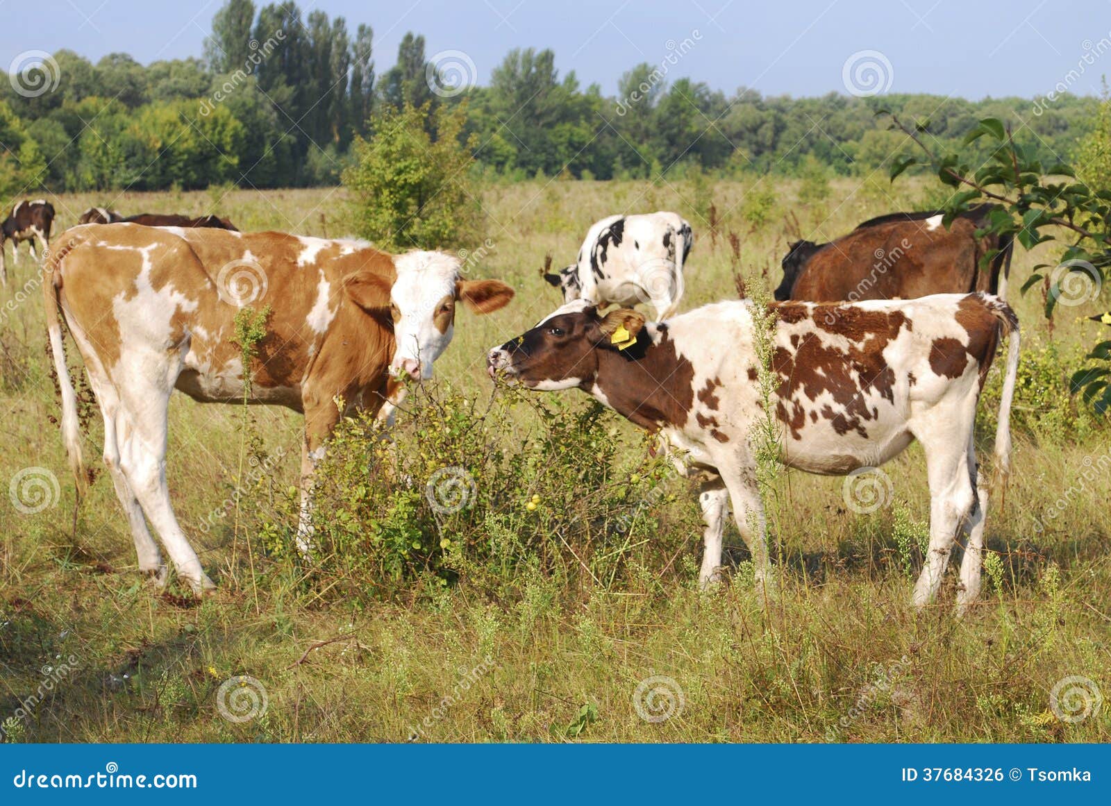 ?cows pasta en el prado. foto de archivo. Imagen de manada - 37684326