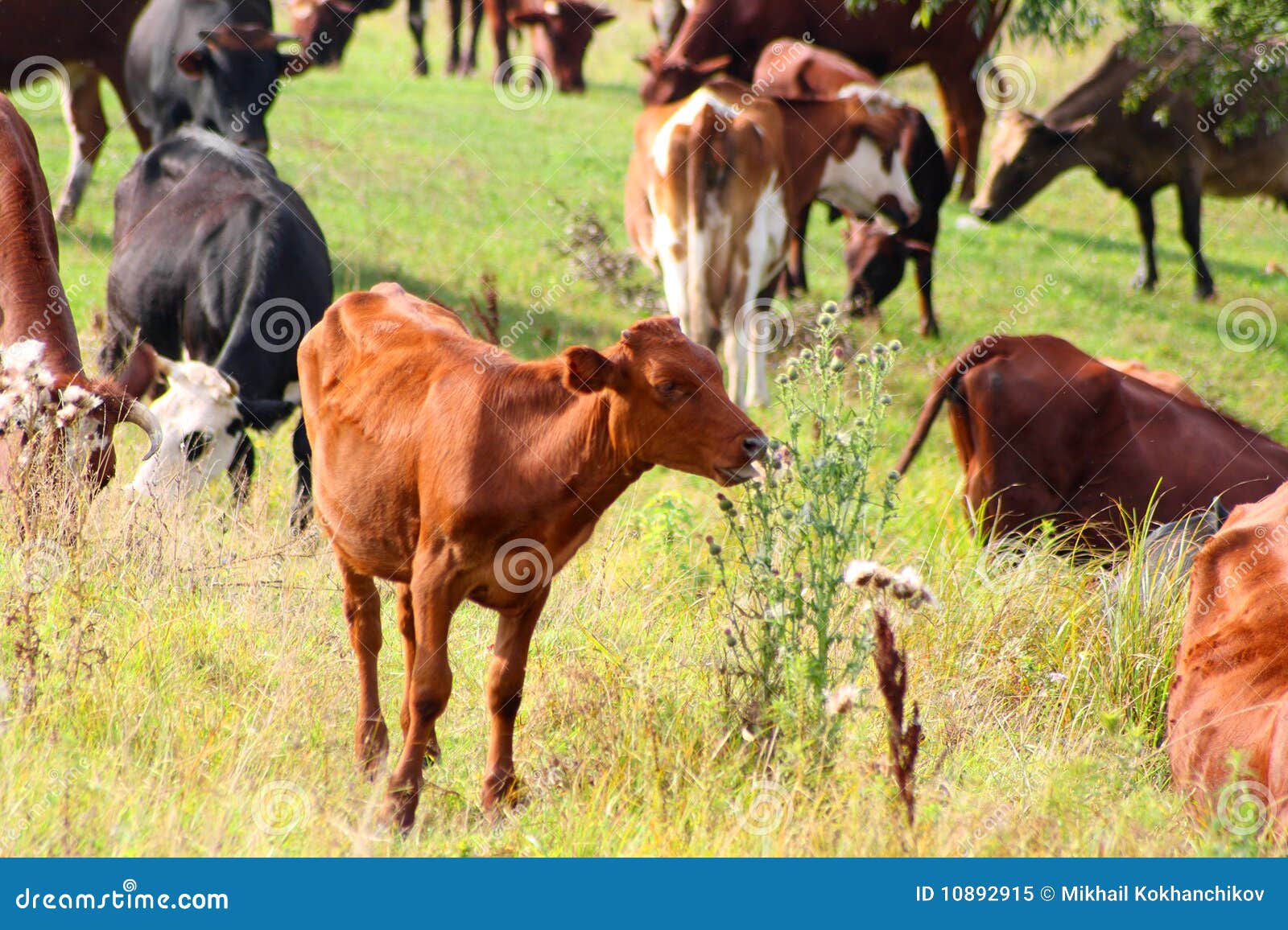 Cows on pasture stock image. Image of feeding, domestic - 10892915