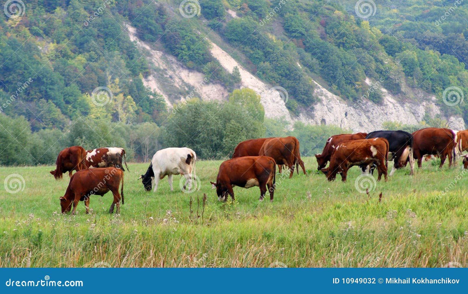 Cows on pasture stock photo. Image of hungry, summer - 10949032