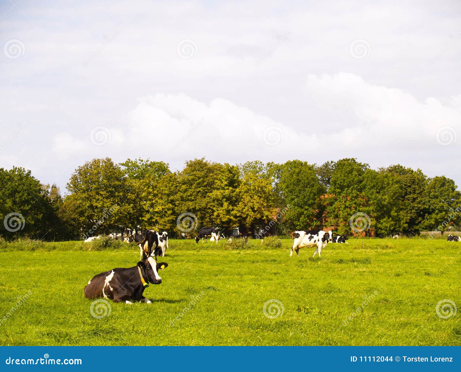 Cows on pasture stock photo. Image of country, agriculture - 11112044