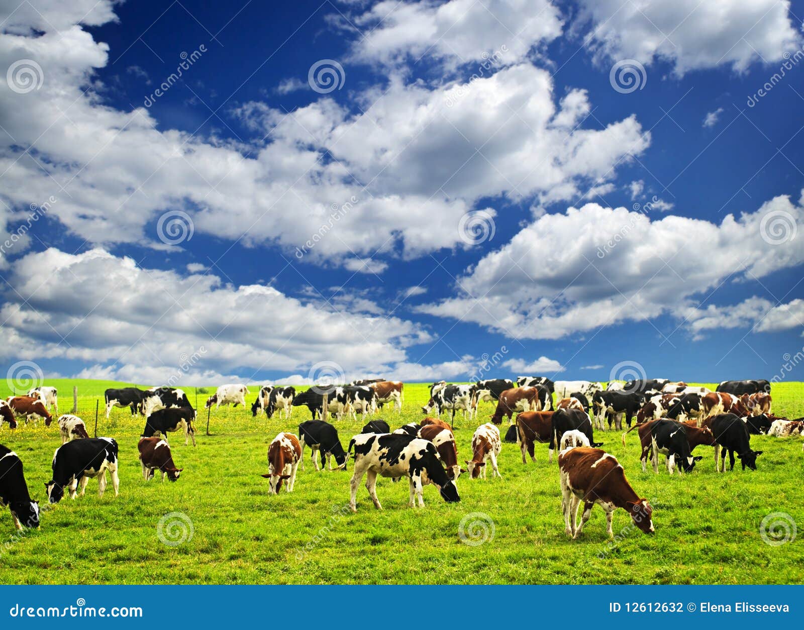 Cows in pasture stock photo. Image of countryside, dairy - 12612632