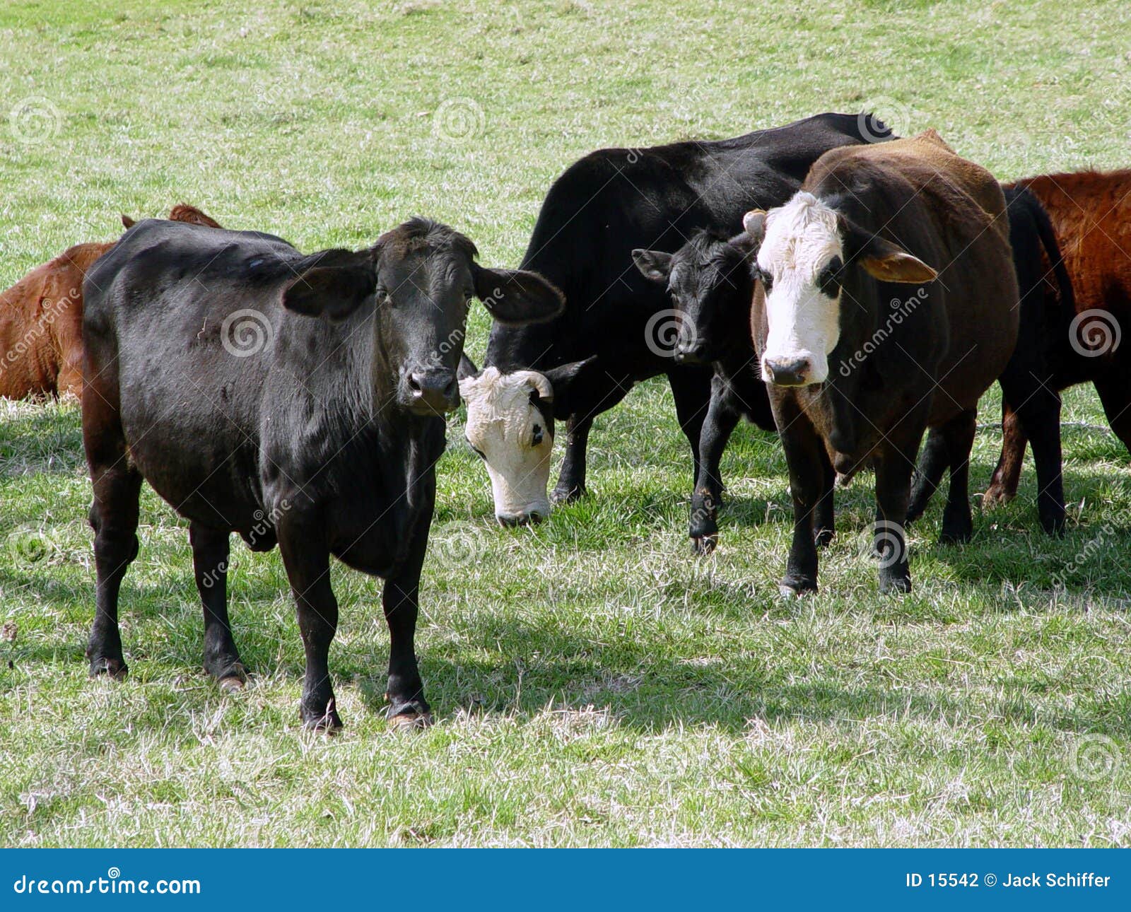 Cows on Pasture stock photo. Image of dairy, agriculture - 15542