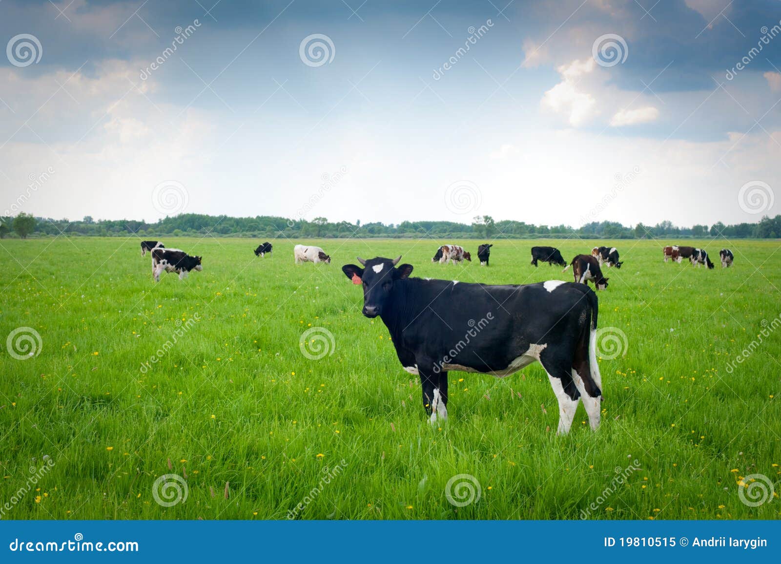 Cows on pasture stock image. Image of green, conservation - 19810515