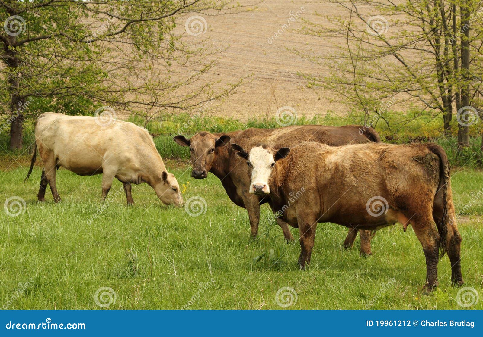 Cows in a Pasture stock photo. Image of mammal, cattle - 19961212