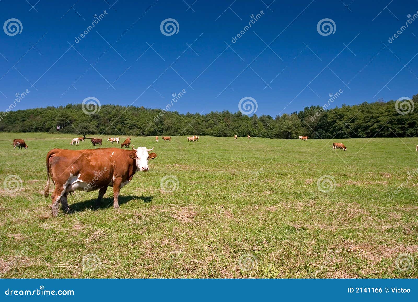 Cows on the pasture stock photo. Image of animals, country - 2141166