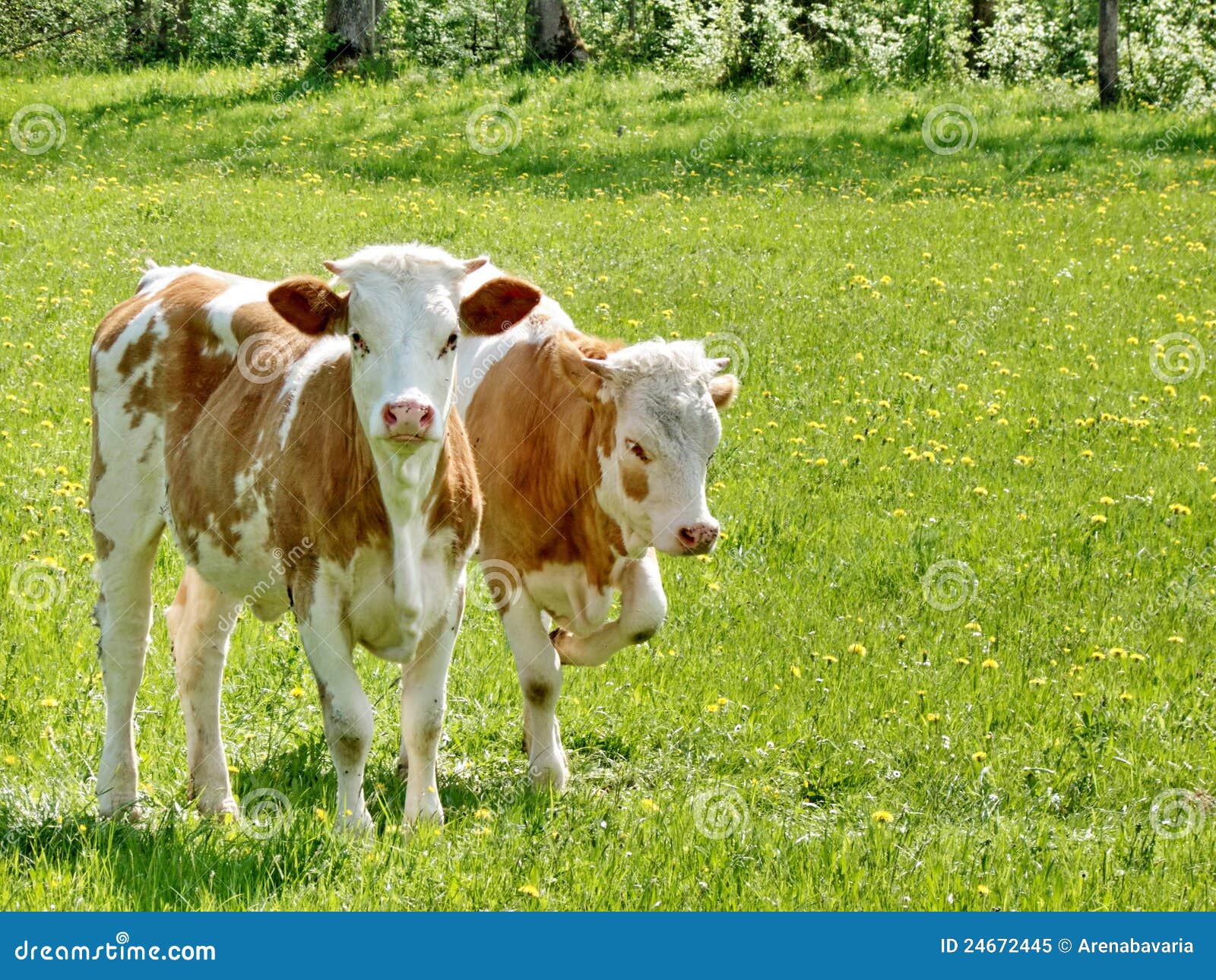 Cows on the pasture stock image. Image of bavarian, beef - 24672445