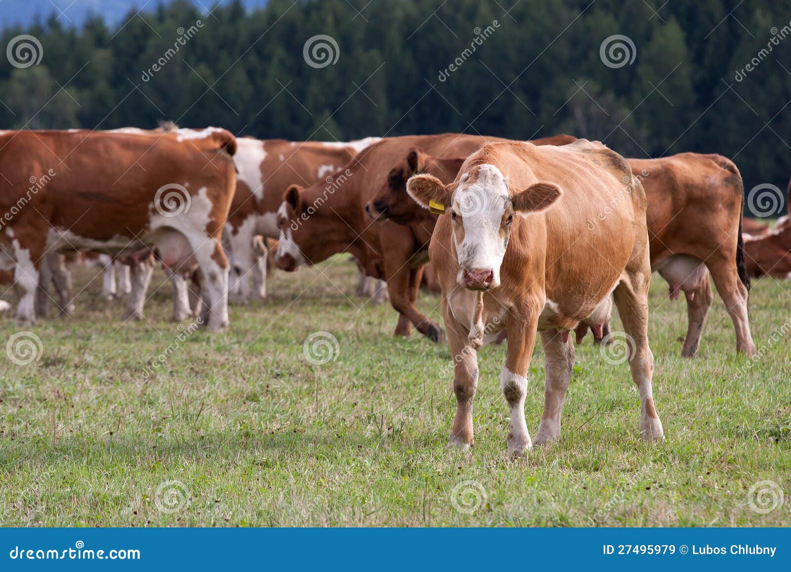 Cows on pasture stock image. Image of herd, country, mammal - 27495979