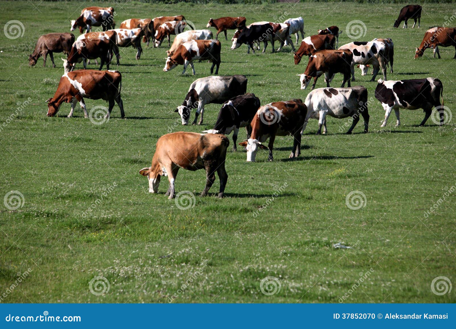 Cows in pasture stock photo. Image of grazing, milk, agriculture - 37852070